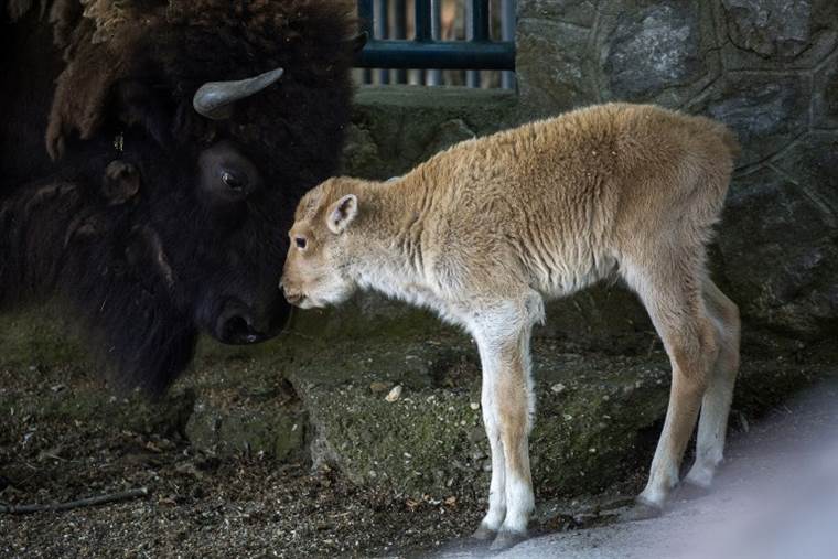 Nacimiento excepcional de una cría de bisonte americano blanco en ...