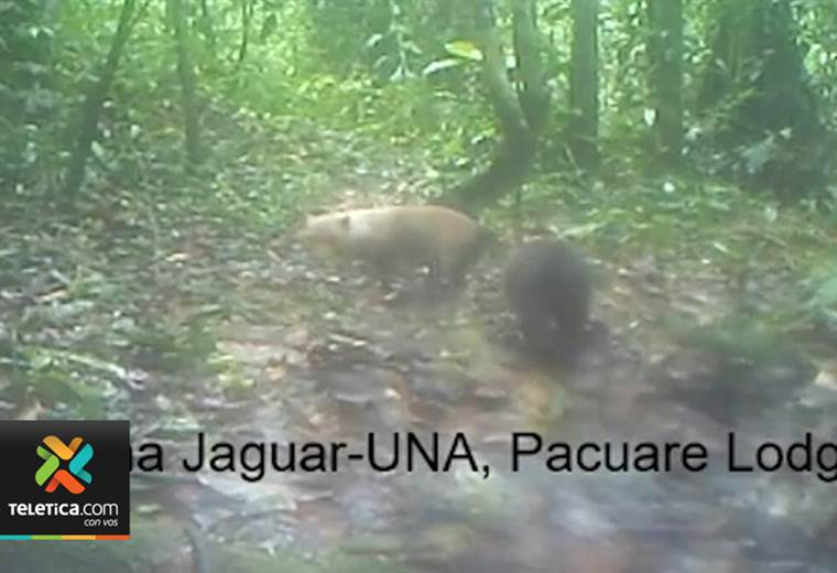 ¿Sabe usted qué es o conoce un perro de monte? | Teletica