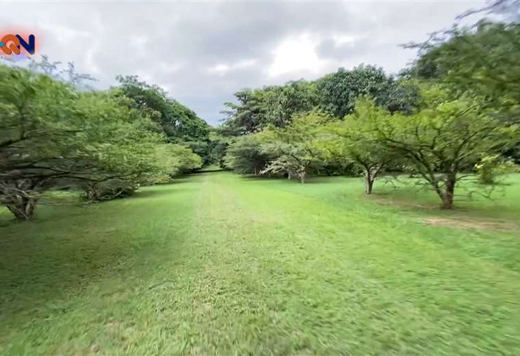 La historia del Guayacán Real | Teletica