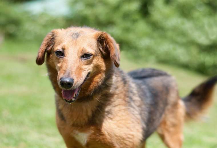 Adopte a una amiga fiel: 'Cupertina' | Teletica