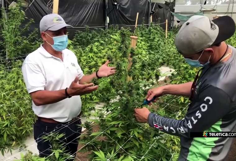 MAG inicia primera cosecha de cáñamo en Costa Rica | Teletica