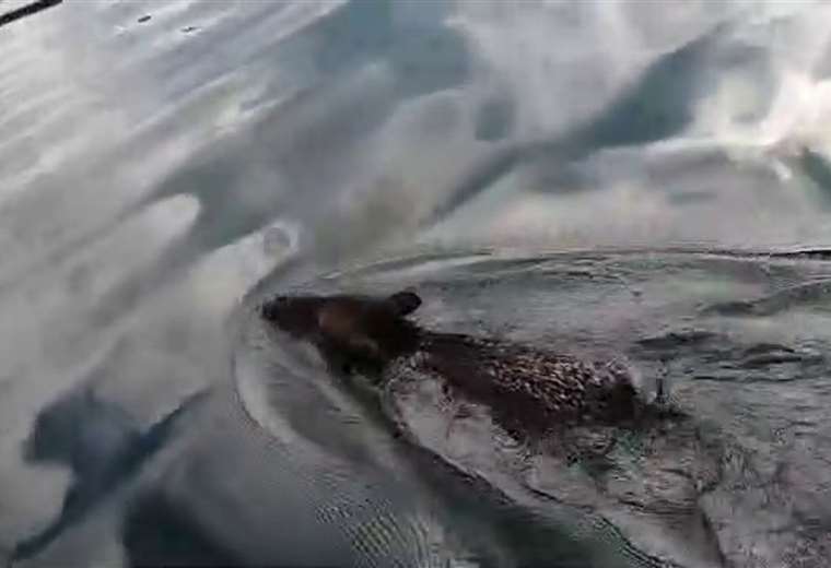 Graban a cría de saíno nadando en profundas aguas de Golfo Dulce | Teletica