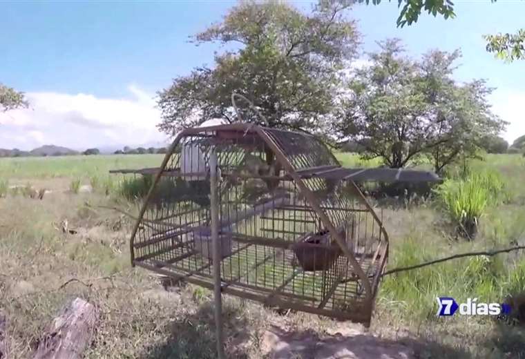 Saqueo al ecosistema | Teletica