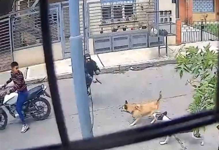 ¡Héroes de cuatro patas! Perras callejeras evitan asalto a mano armada ...