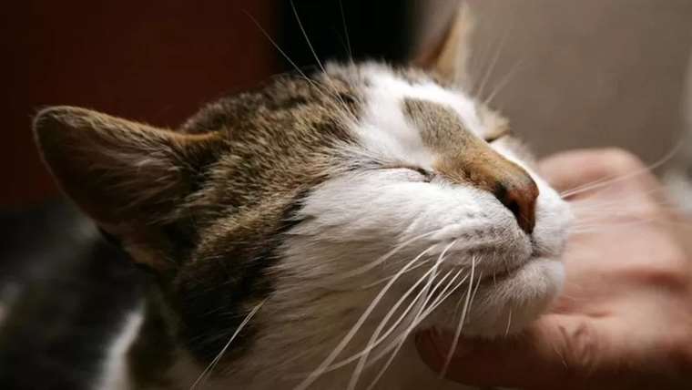 La verdadera razón por la que ronronean los gatos | Teletica