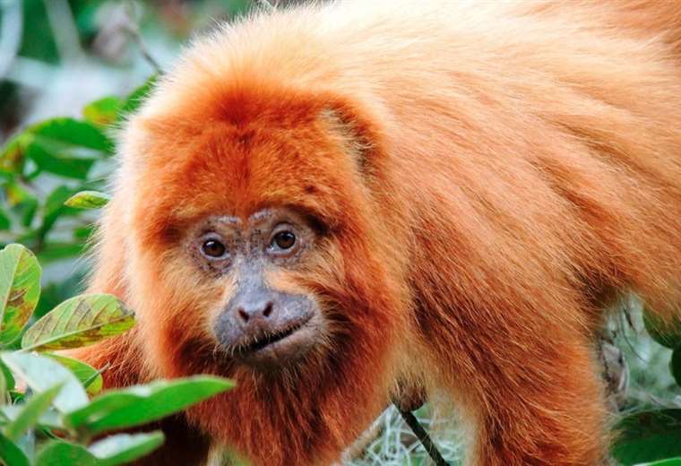 UCR estudia curioso fenómeno en monos congos | Teletica