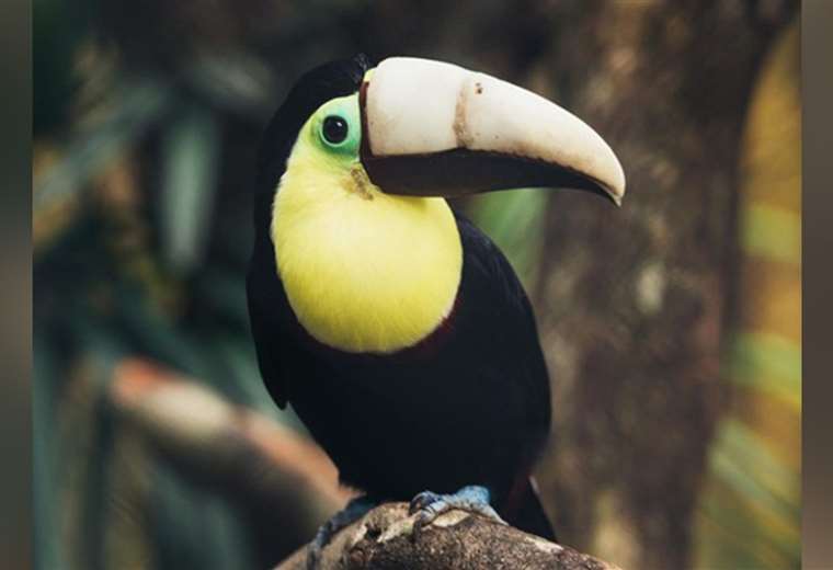 Video: Murió Grecia, el tucán al que le colocaron una prótesis 3D para ...