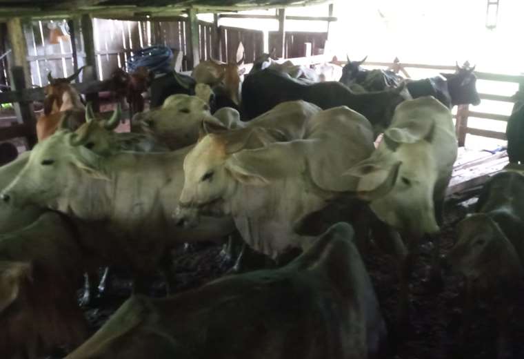 Policía Impide Que Cuatreros Roben 41 Cabezas De Ganado Y Un Caballo